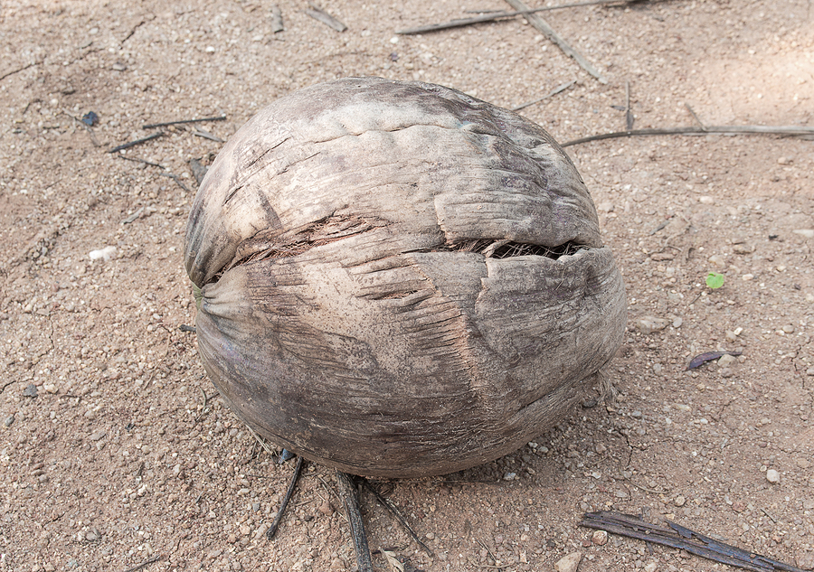 Do Coconuts Hold the Key to Earthquake Resilience?