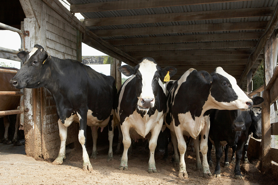 Dairy Consolidations Drive Merger in U.S. Midwest Broker Biz