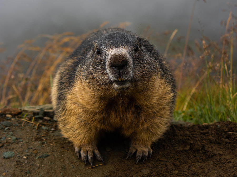 Insurance Groundhogs Have Their Day: Some Primary Prices Need to Go Higher
